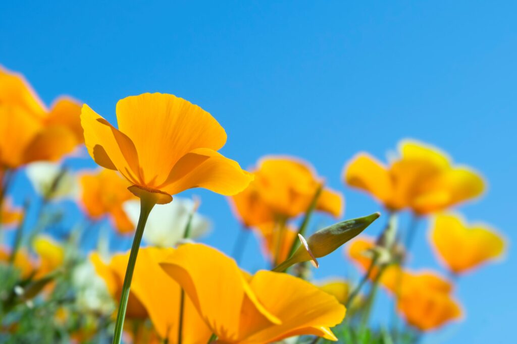 2024 Impact Report: A Year in Review - Cognia - The Source